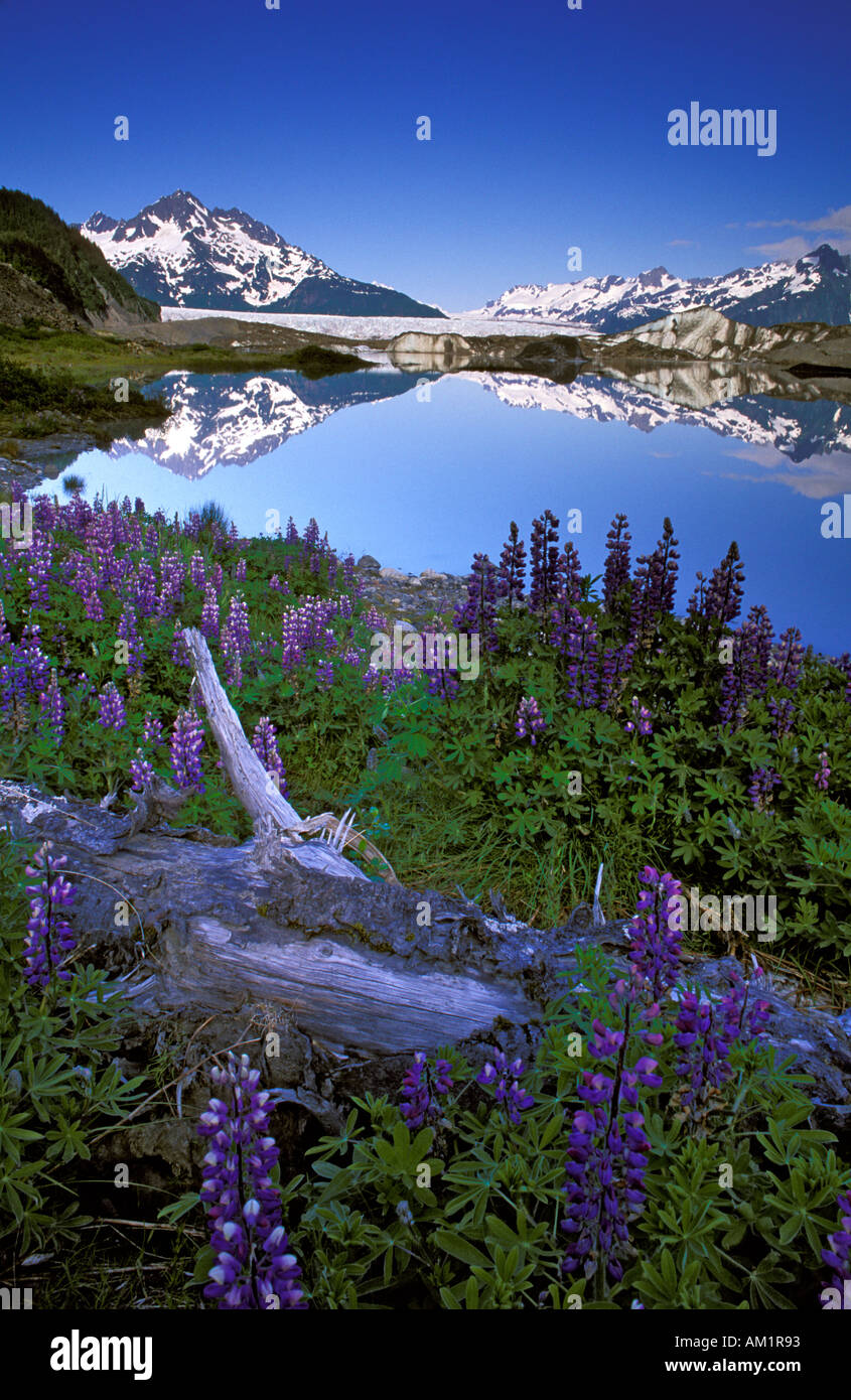 Sheridan Glacier Chugach National Forest Cordova Alaska Stock Photo - Alamy