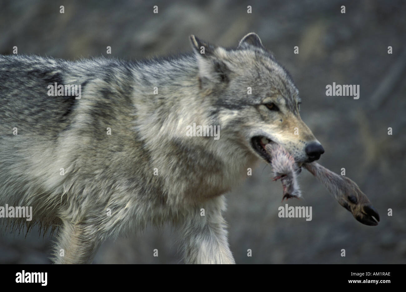 Wolf caribou hi-res stock photography and images - Alamy