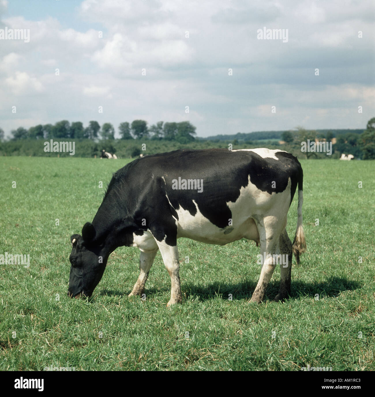 Holstein Friesian cow grazing on good pasture Berkshire Stock Photo - Alamy
