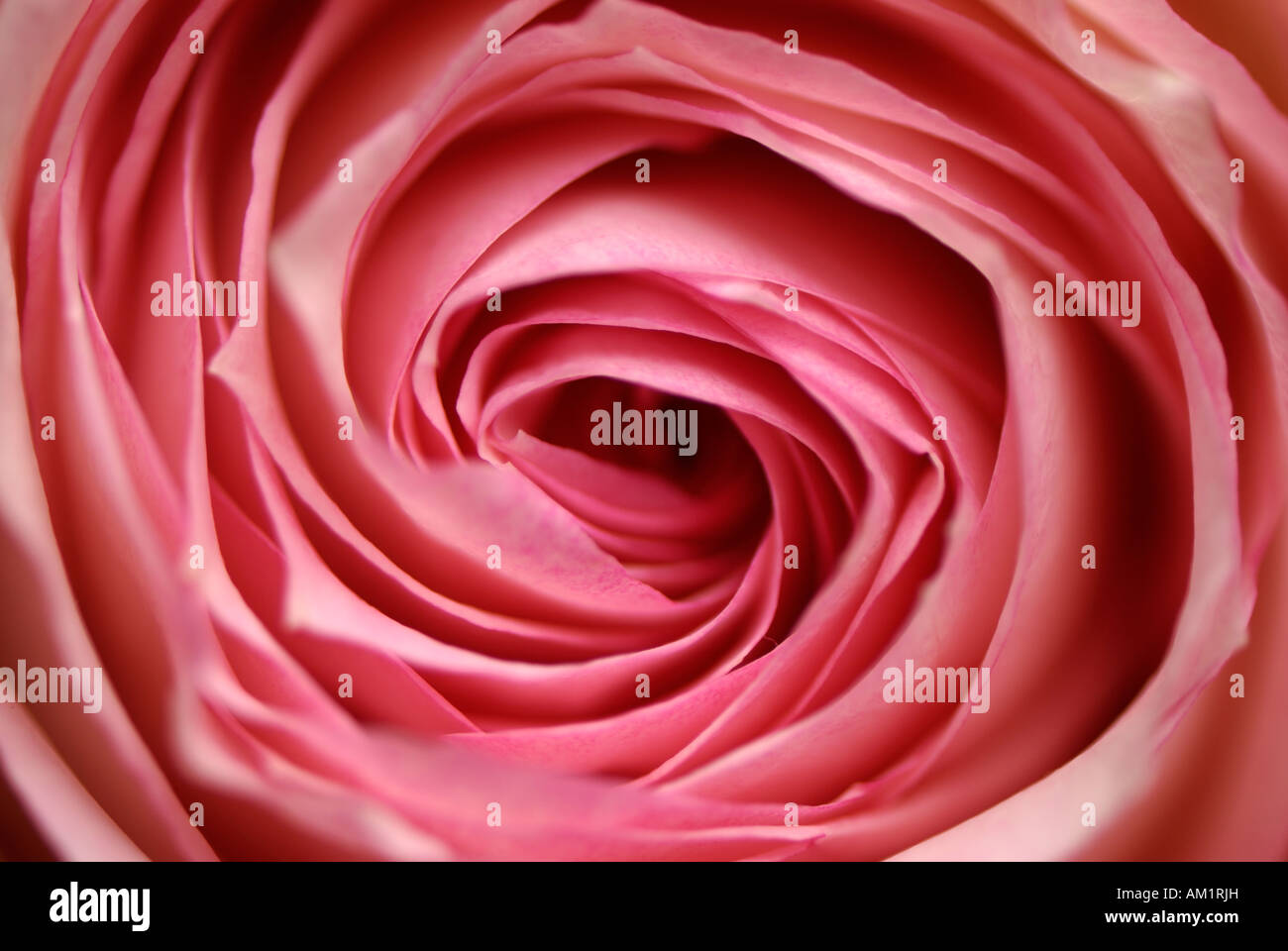Rose blossom details hi-res stock photography and images - Alamy