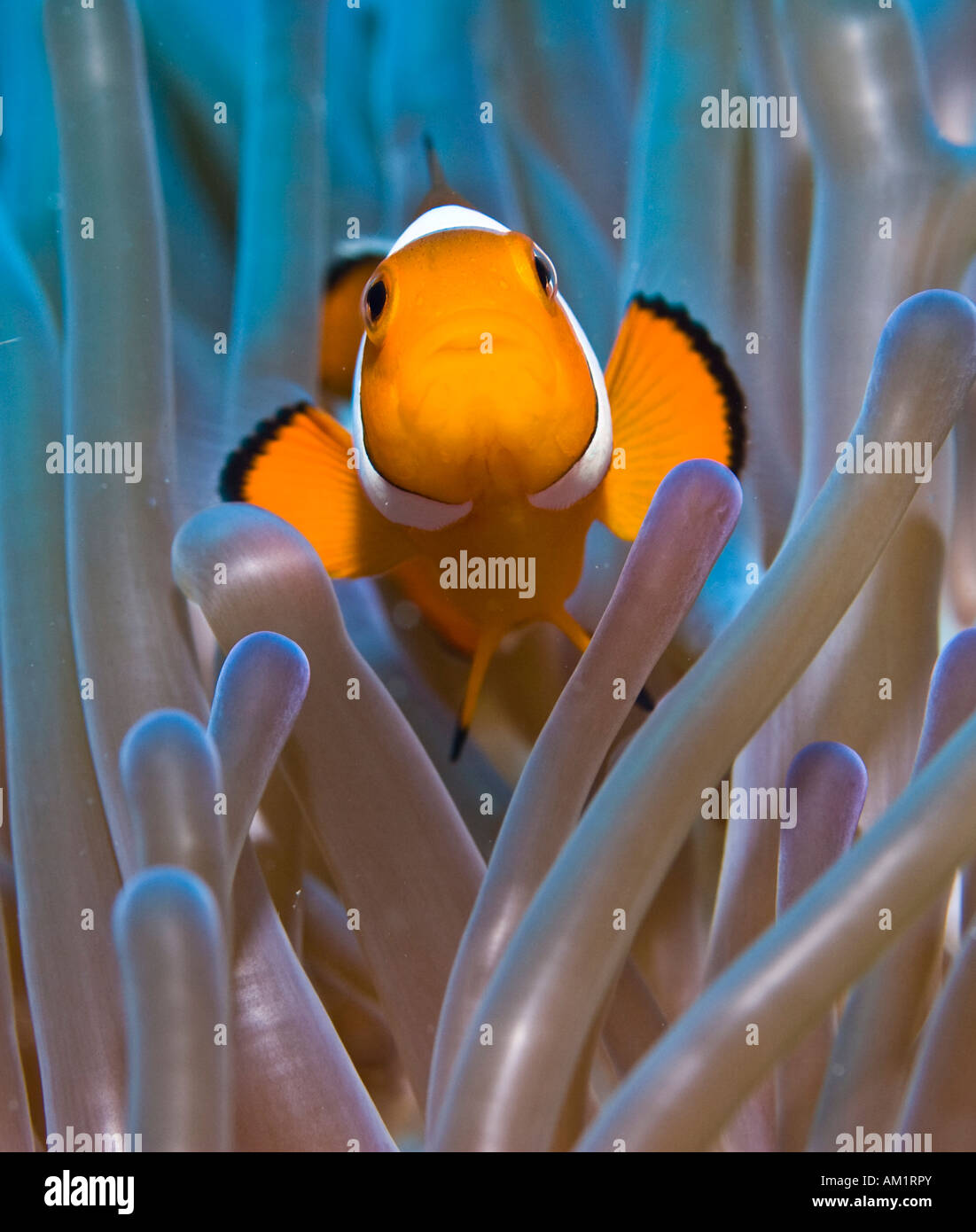 False anemonefish or Clownfish Amphiprion ocellaris Stock Photo - Alamy
