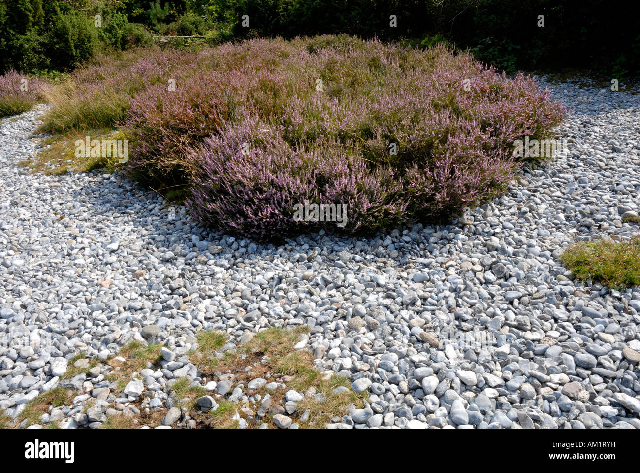 Pebbles flintstone hi-res stock photography and images - Alamy