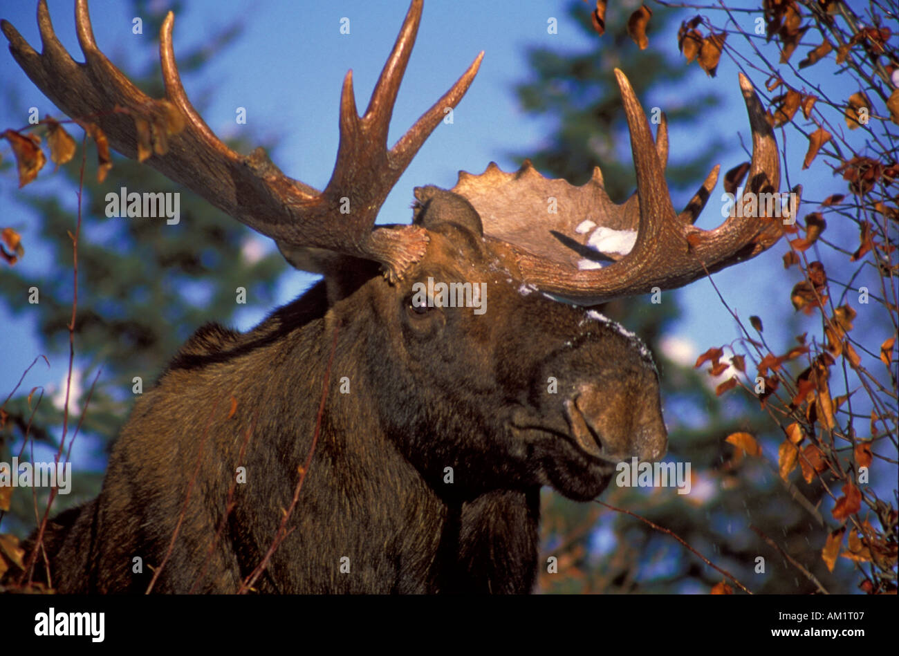 A bull moose Anchorage Alaska Stock Photo - Alamy