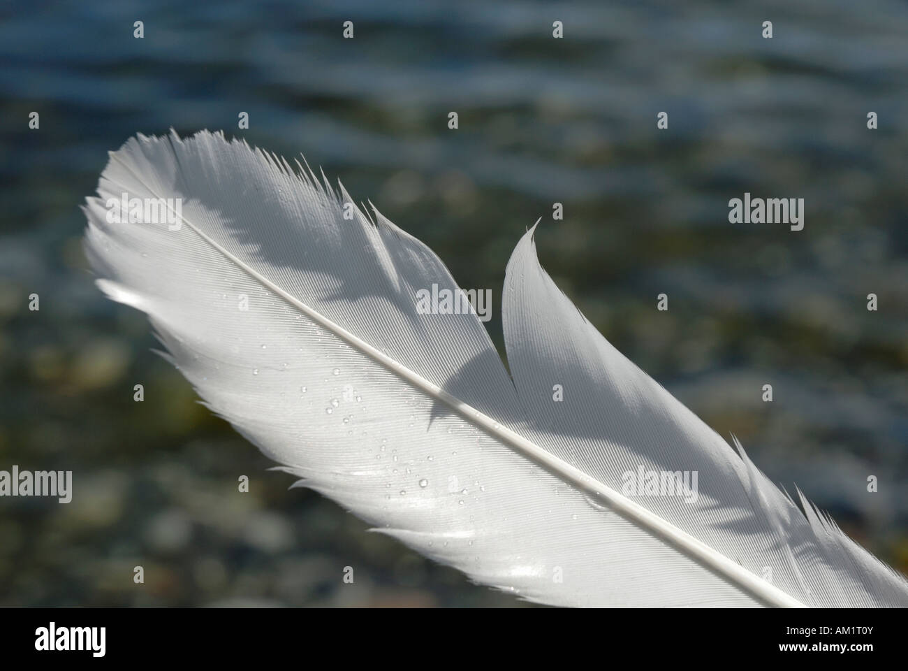 Schwanenfedern hi-res stock photography and images - Alamy