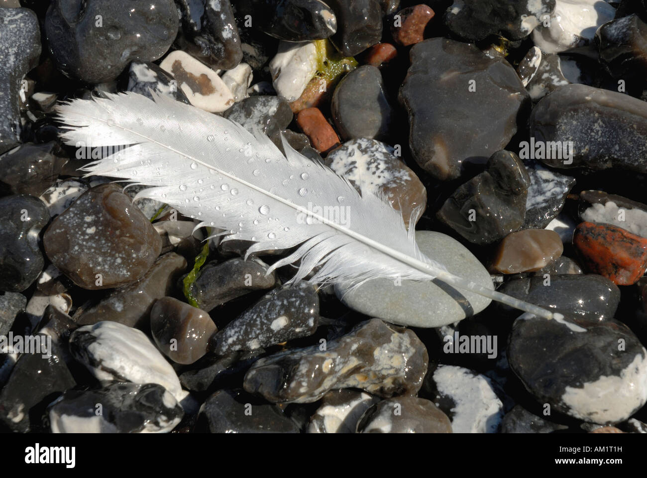Swan feather and stones Stock Photo - Alamy