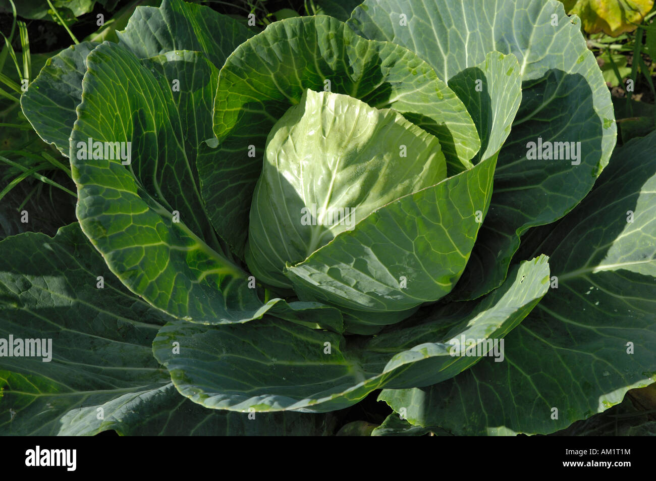 Stonehead cabbage hi-res stock photography and images - Alamy