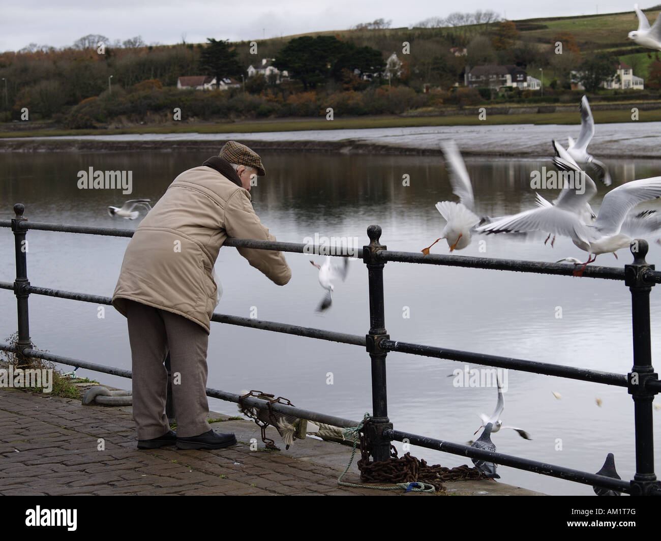 Old man feeding the seagulls Stock Photo - Alamy