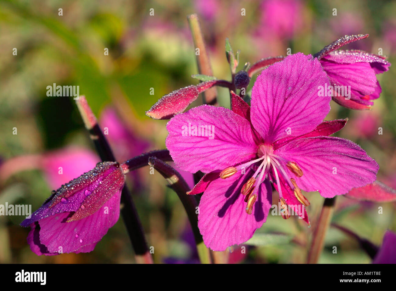 Dwarf Fireweed at Exit Glacier Kenai Fjords National Park Alaska Stock ...
