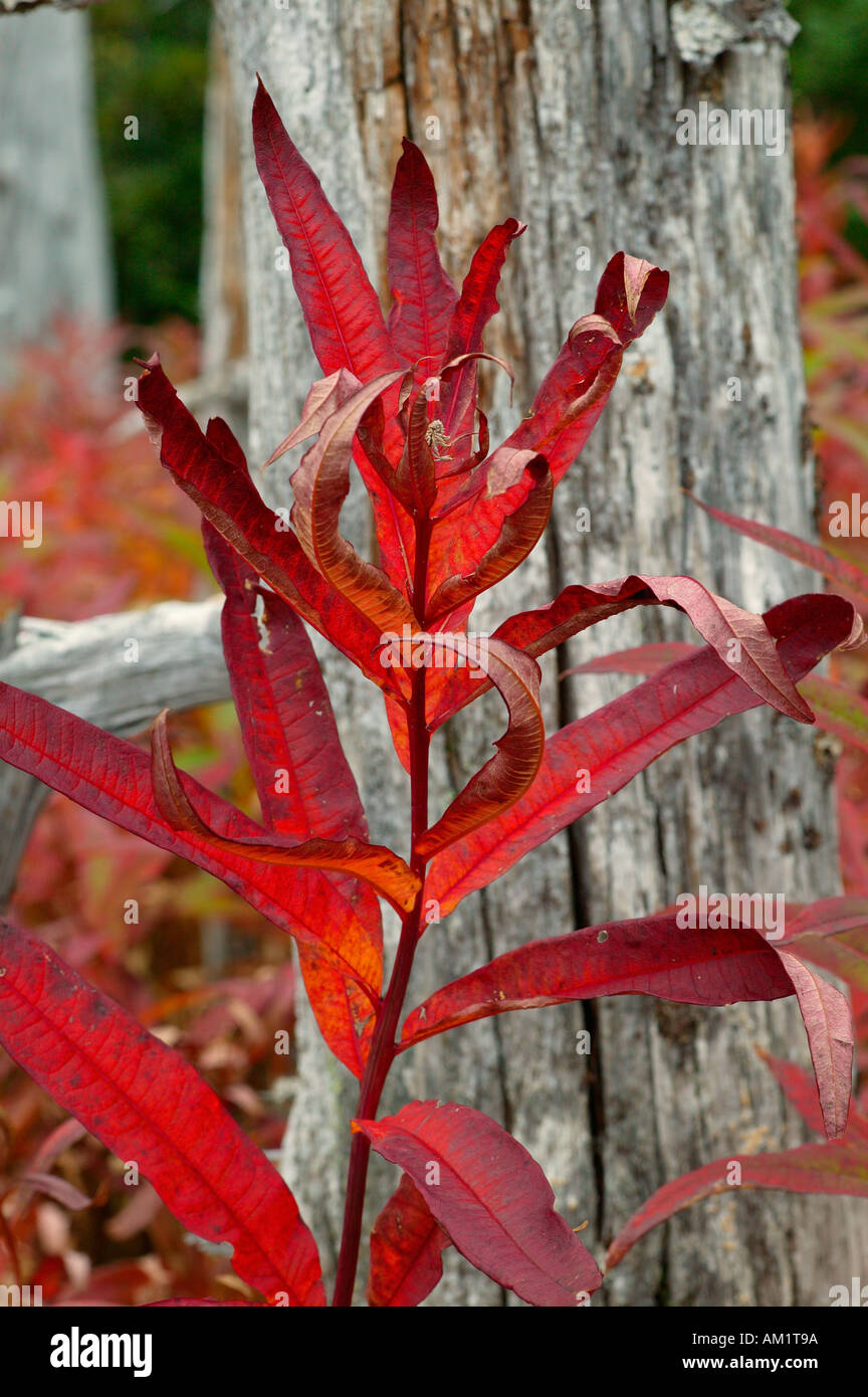 Fireweed and standing dead trees of a ghost forest Nuka Bay Kenai ...
