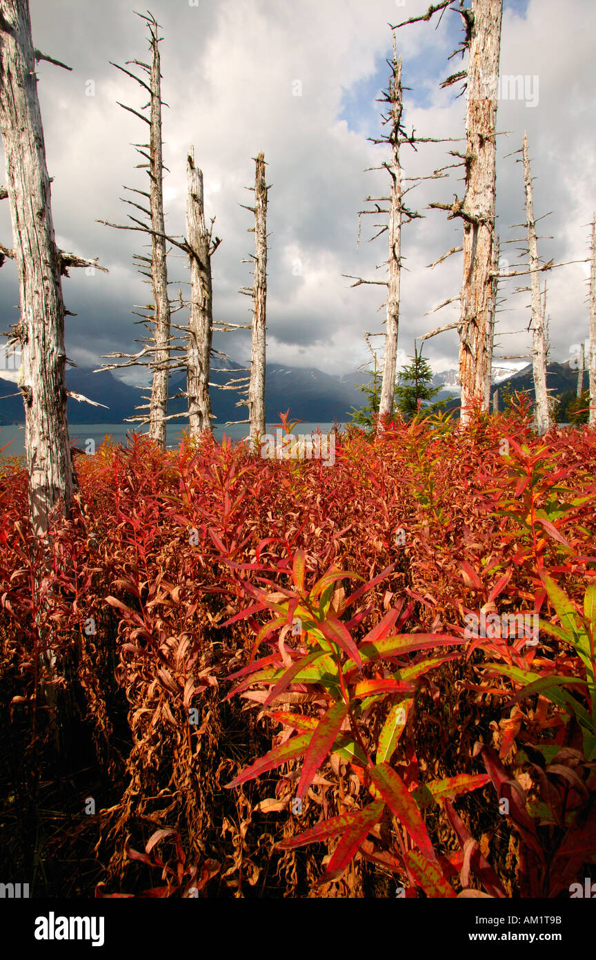 Fireweed and standing dead trees of a ghost forest Nuka Bay Kenai ...