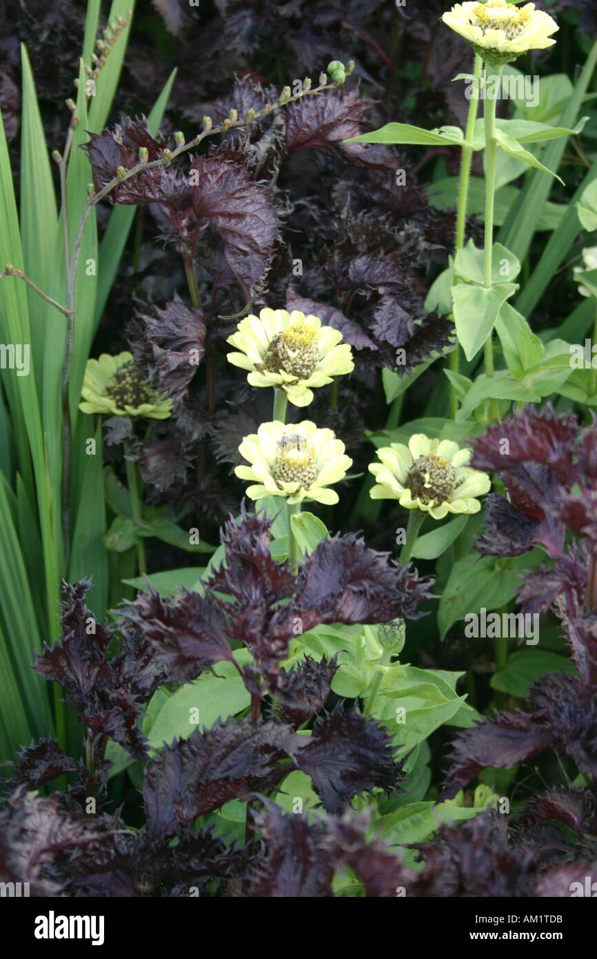 yellow Zinnia elegans Envy flower amongst dark red perilla Stock Photo ...
