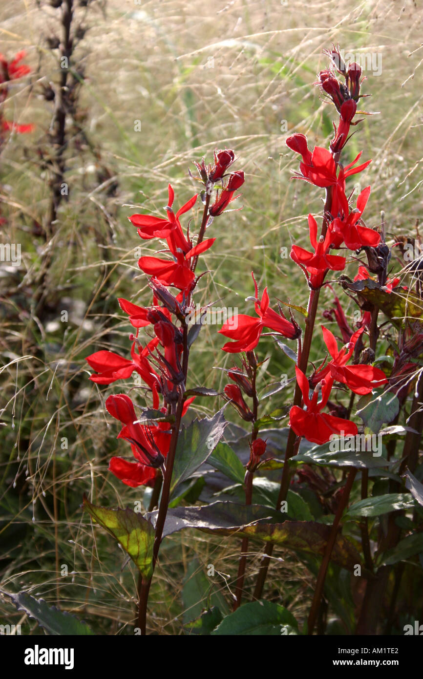 red sage flower and red perilla amidst fluffy grass Stock Photo - Alamy