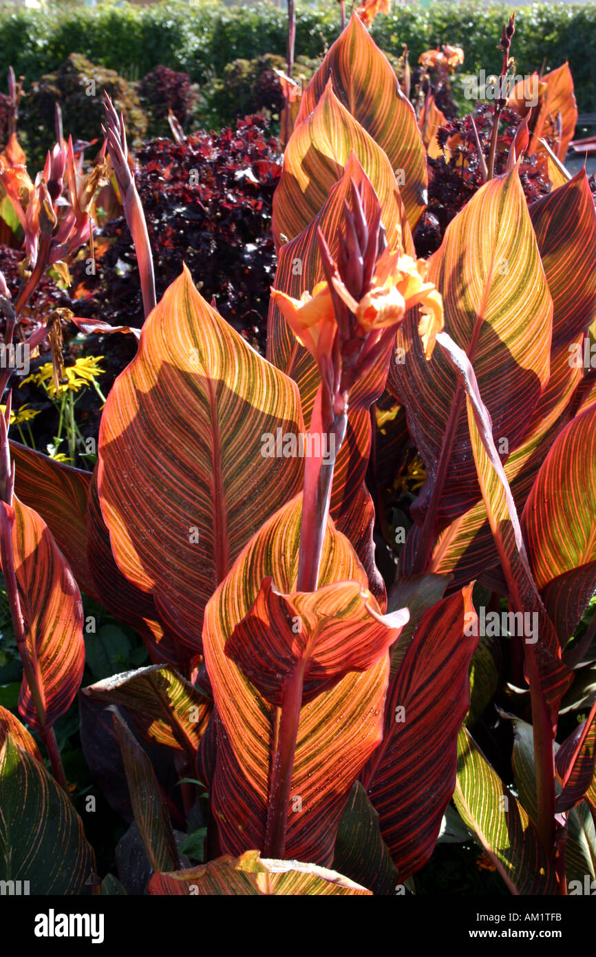 Orange red canna lily hi-res stock photography and images - Alamy