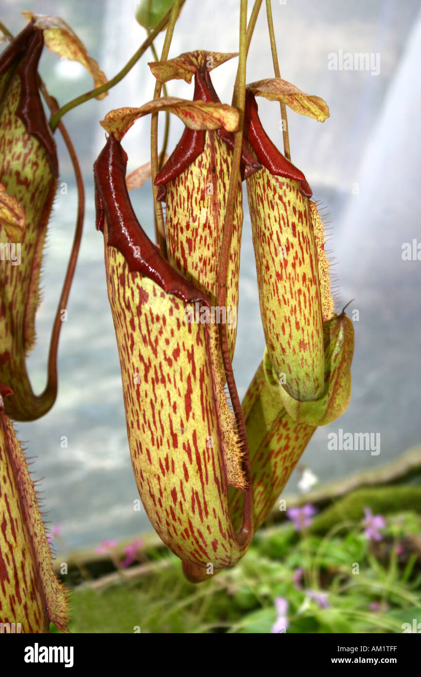Pitcher Plants Nepenthes maxima at Buga 2005 Munich Bavaria Germany ...