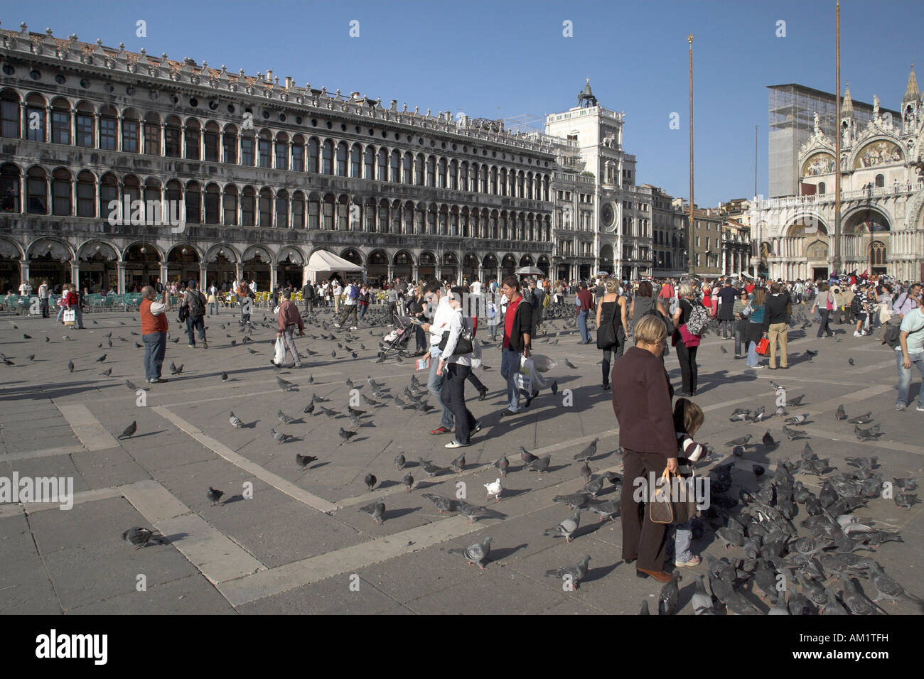 Pigeons in saint marks square hi-res stock photography and images - Alamy