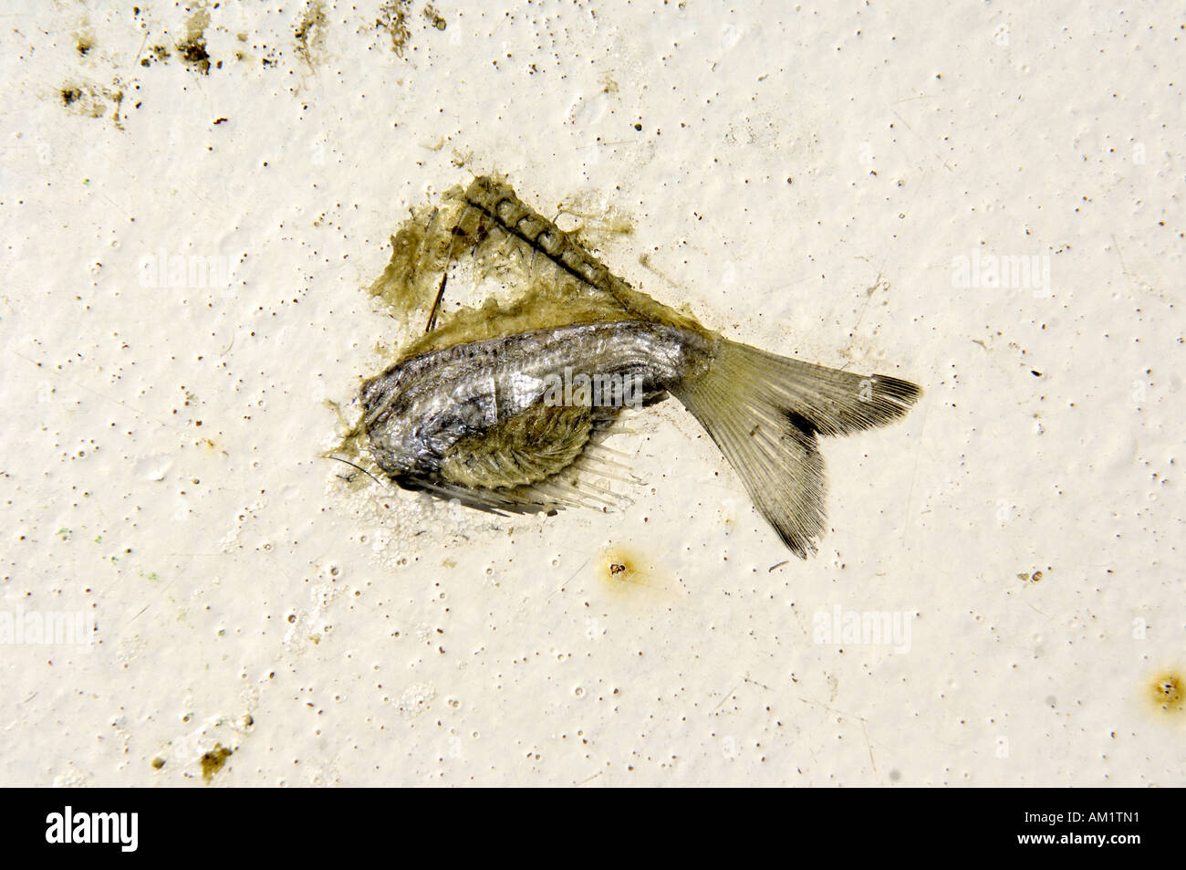 rotten rotting fish tail dead death houmeau la rochelle charente ...