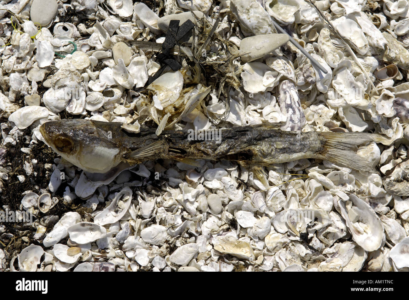 rotten rotting fish head dead death houmeau la rochelle charenet ...