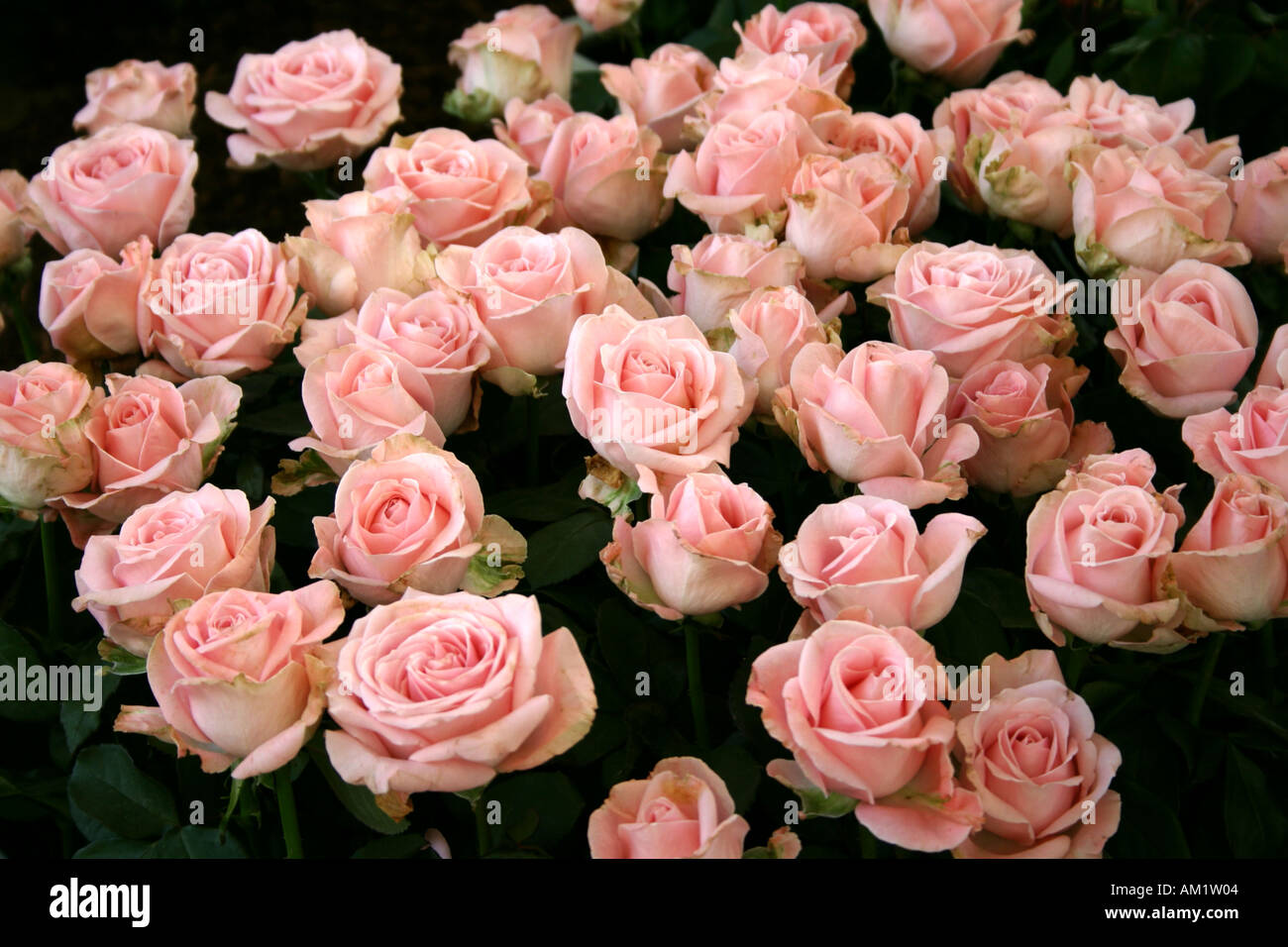 Pink Cluster Roses at Patrick Purcell blog