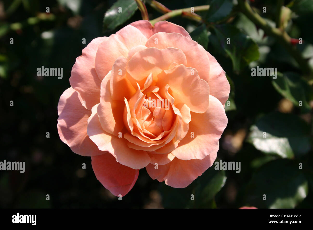 salmon coloured rose flower Stock Photo - Alamy