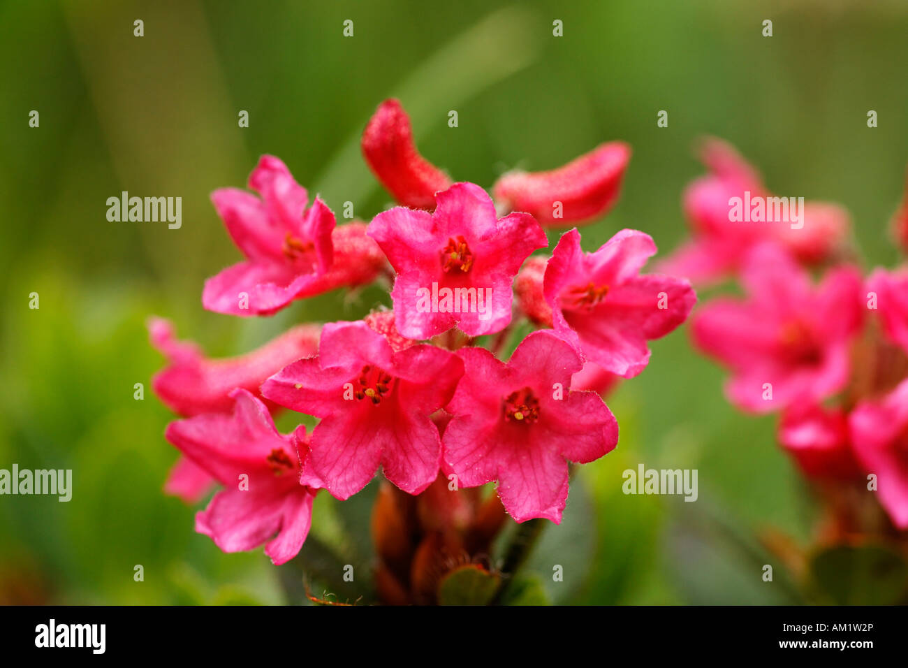 Rosa alpenrose hi-res stock photography and images - Alamy