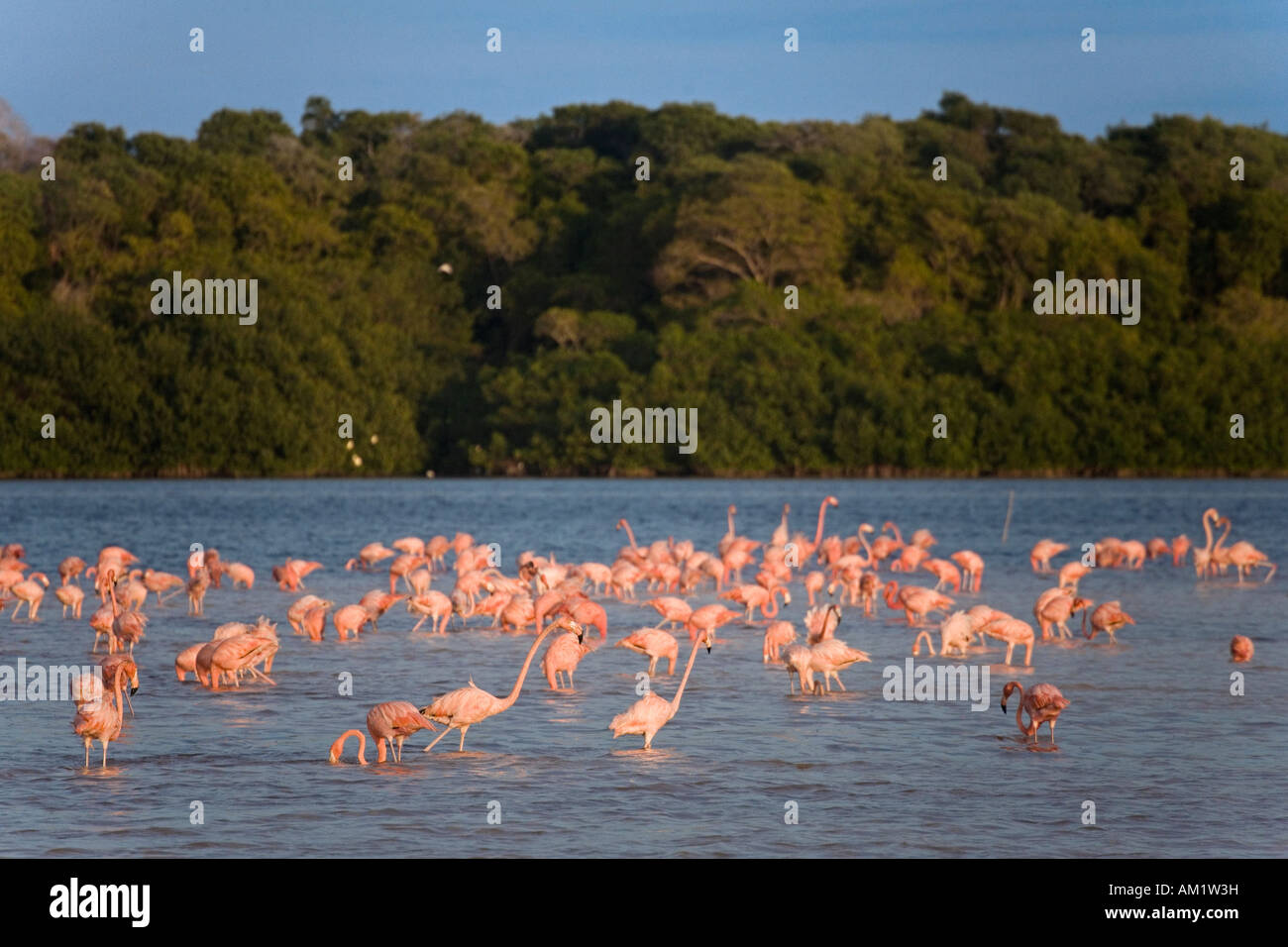 Pink Flamingos in the National Reserve of Celestun Yucatan Mexico Stock ...