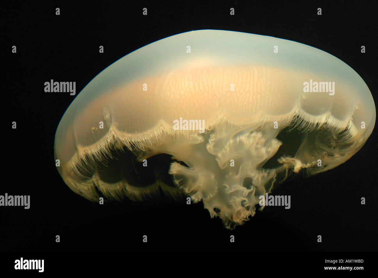 A jellyfish at the Alaska Sealife Center Seward Alaska Stock Photo - Alamy