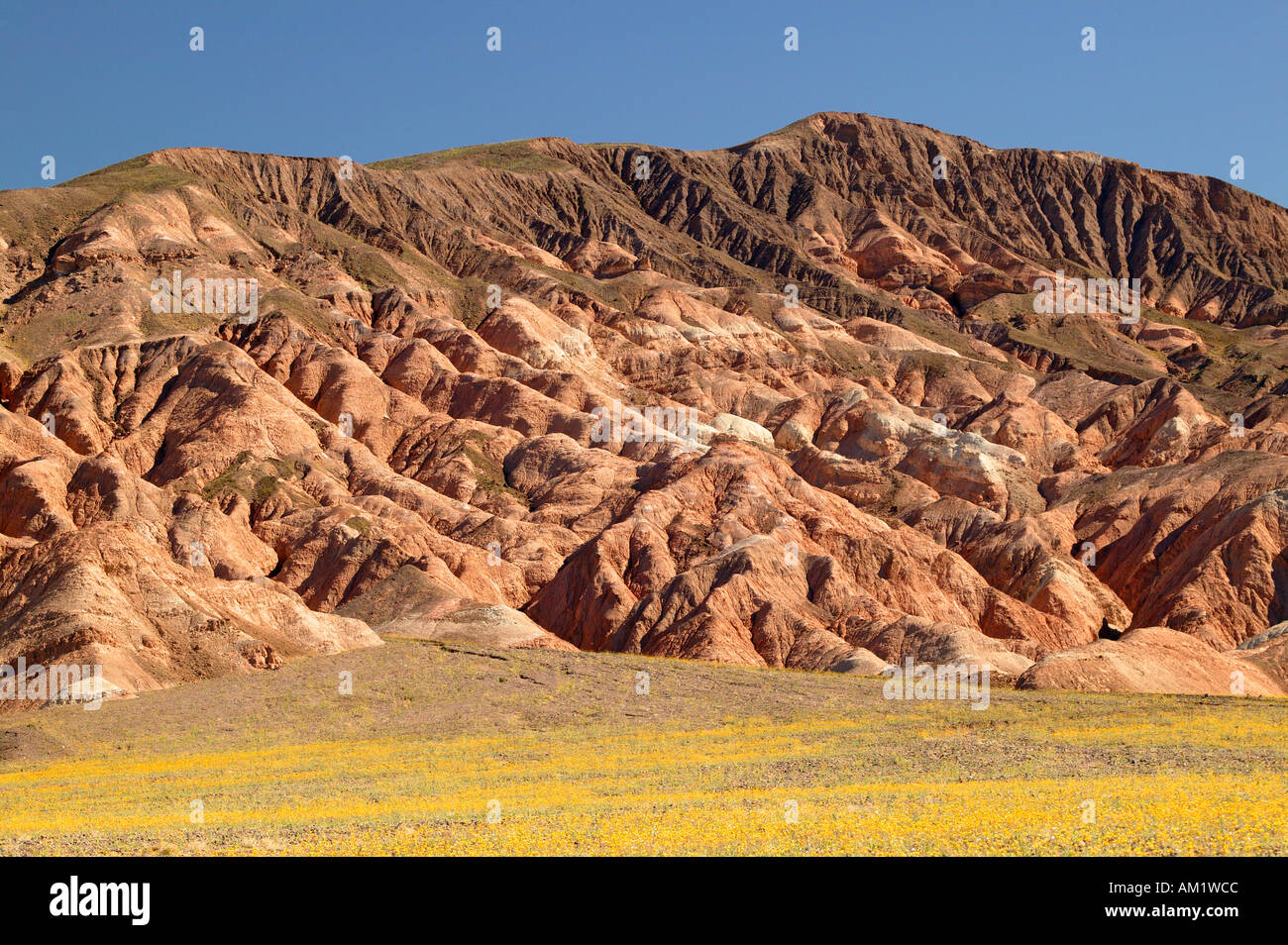 Kit fox mojave hi-res stock photography and images - Alamy