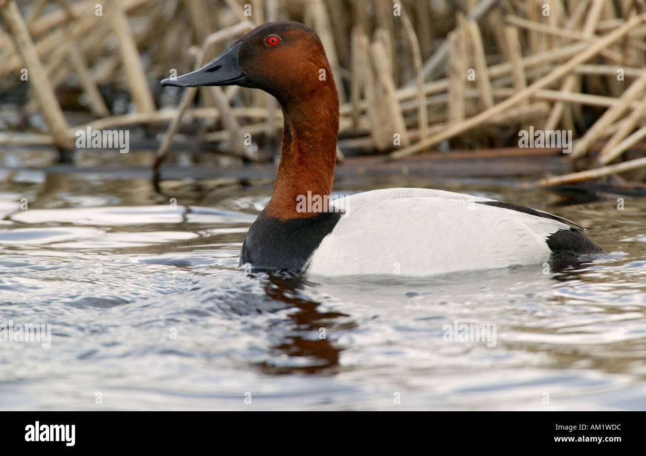 Alaskan ducks hi-res stock photography and images - Alamy