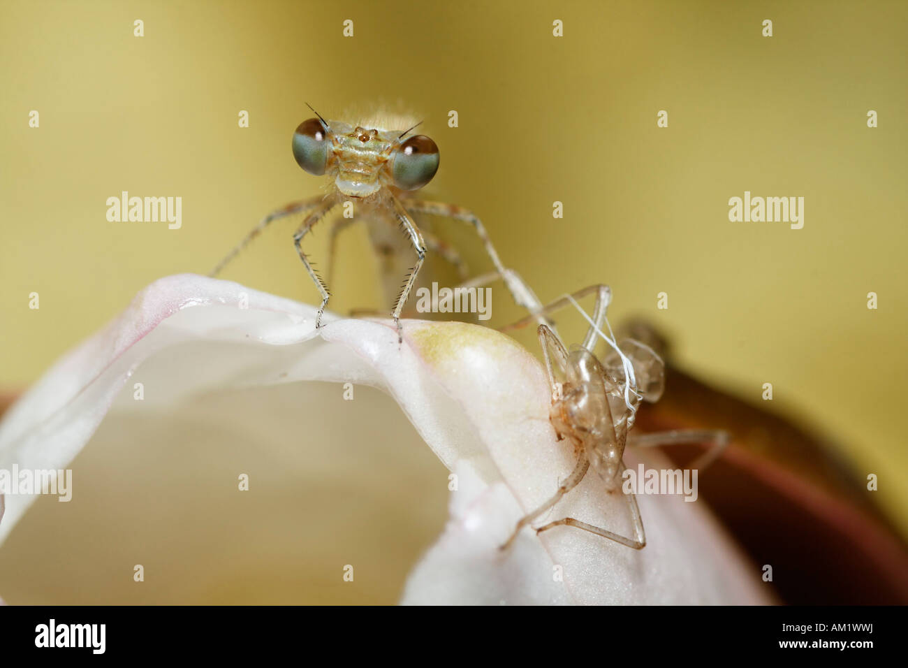 Azure Damselfly, Coenagrion puella, young imago with larva skin Stock ...