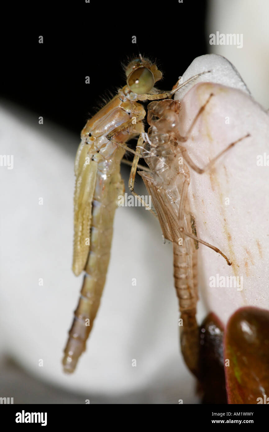Azure damselfly larvae hi-res stock photography and images - Alamy