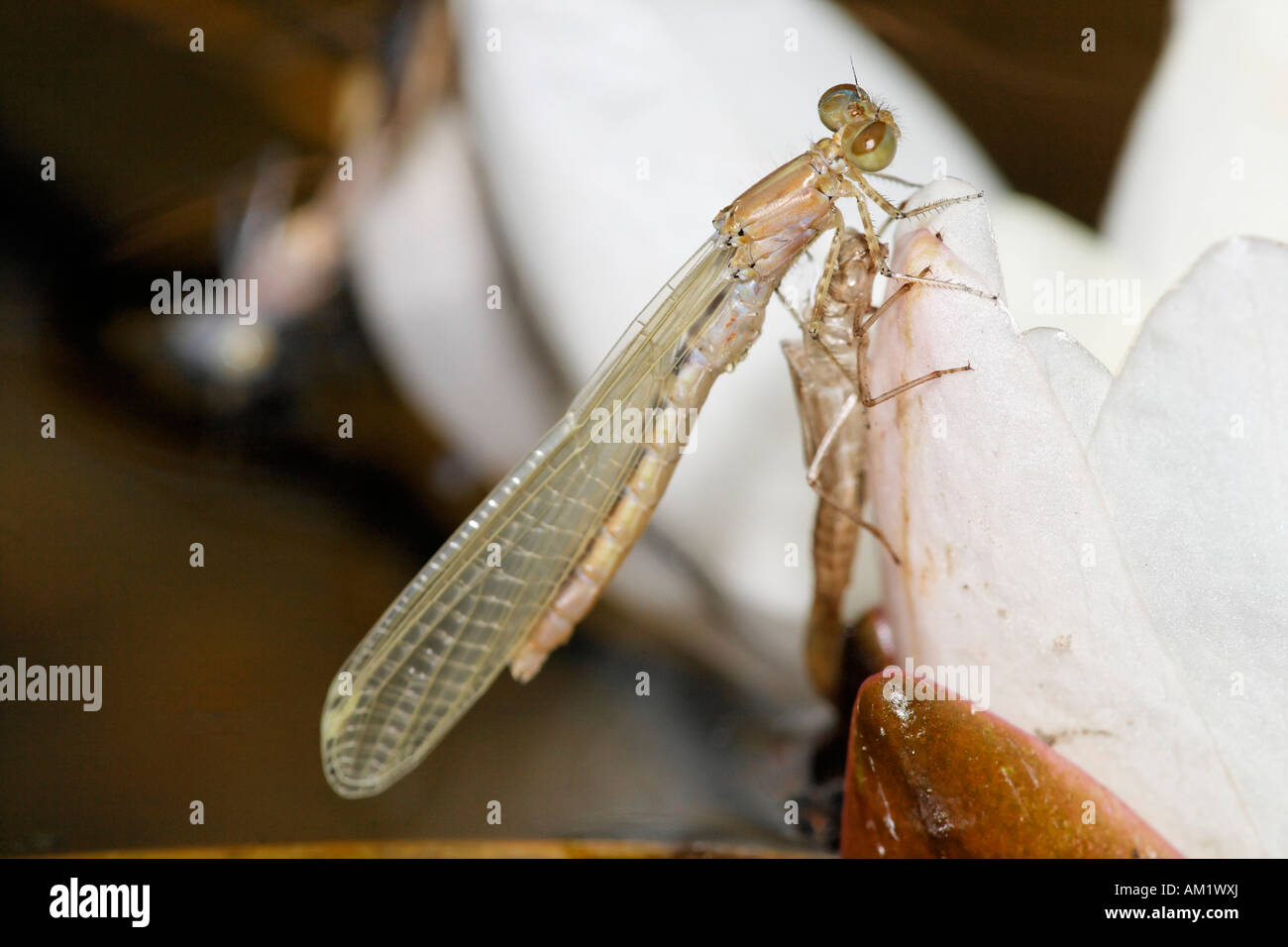Damselfly larvae hi-res stock photography and images - Alamy
