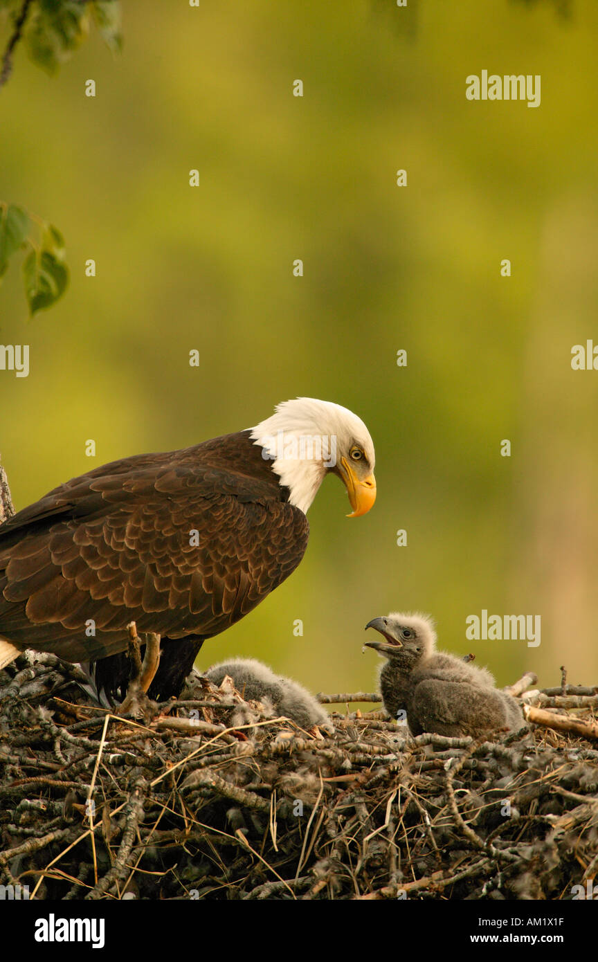Nesting american bald eagle hi-res stock photography and images - Alamy