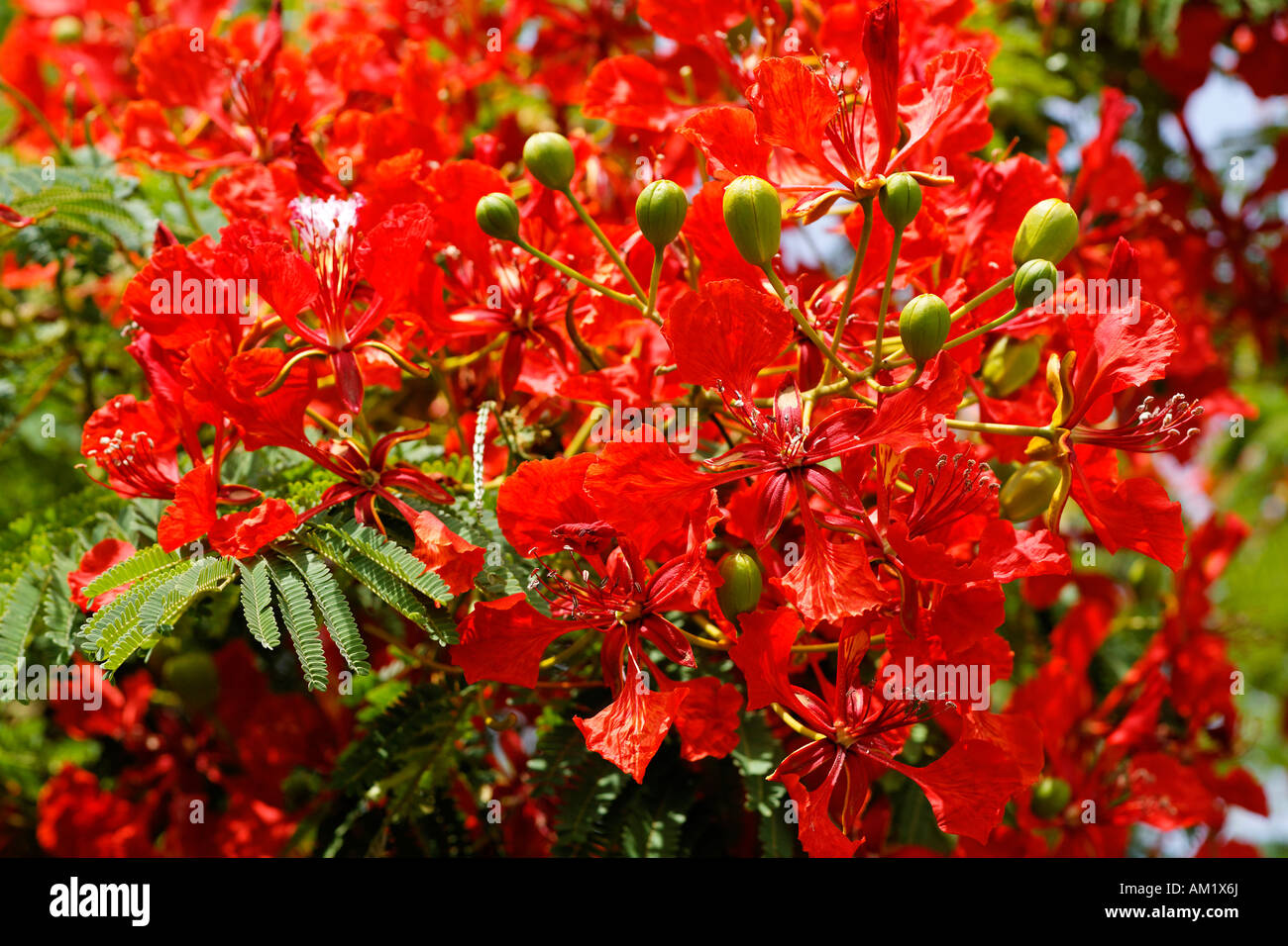 Royal Poinciana, Flamboyant (Delonix regia Stock Photo - Alamy