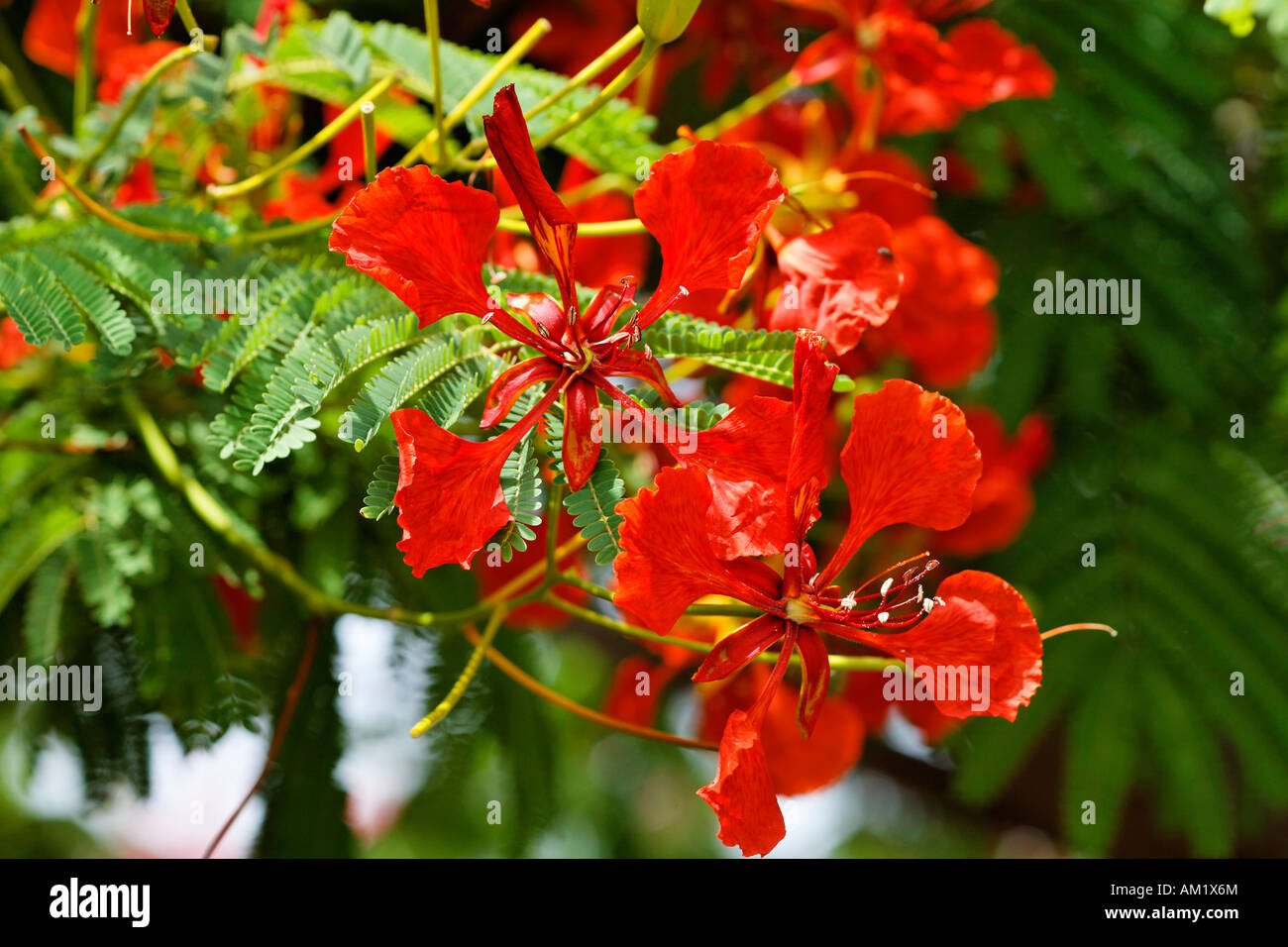 Royal Poinciana, Flamboyant (Delonix regia Stock Photo - Alamy