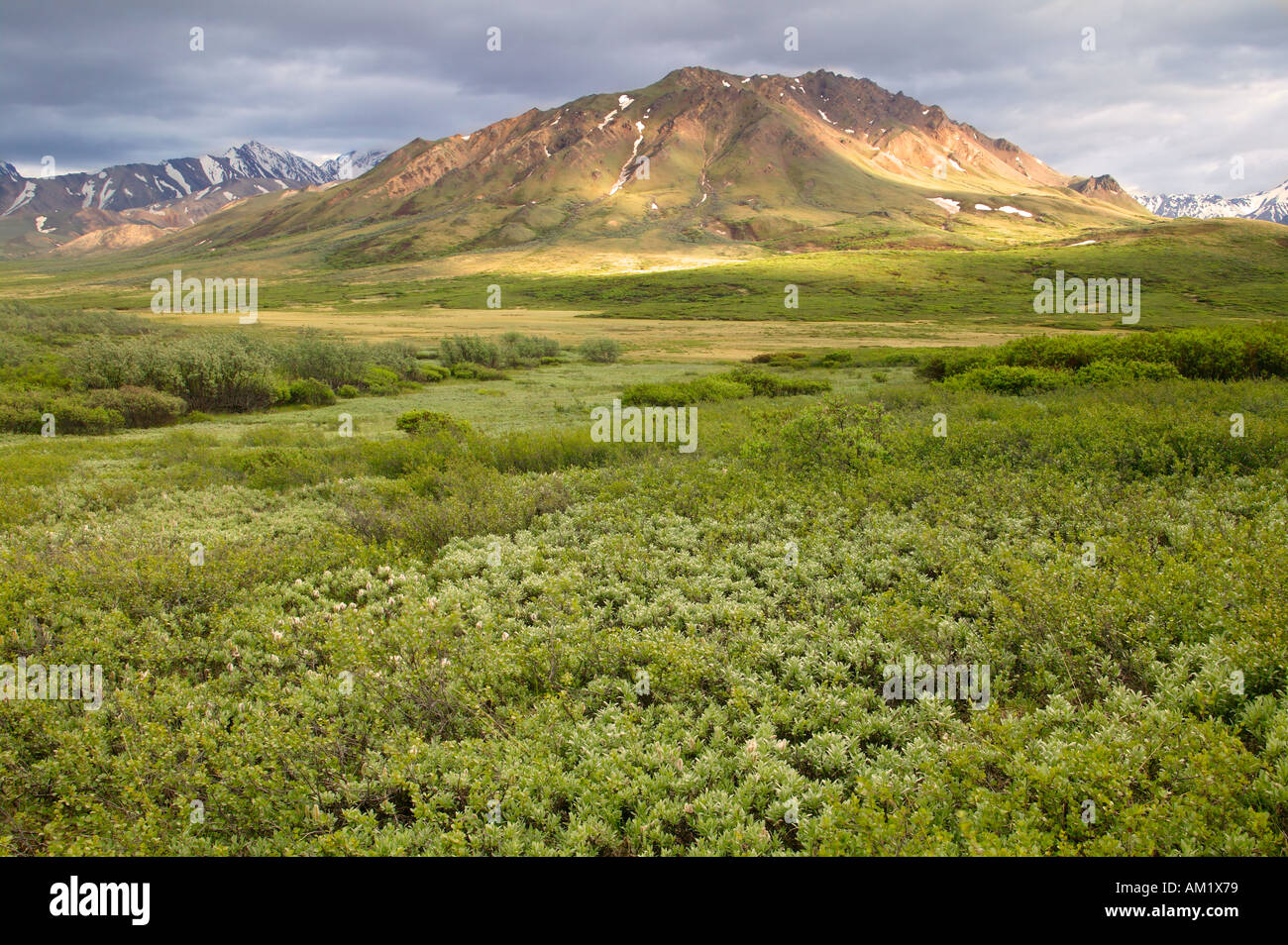 The Plains of Murie Denali National Park Alaska Stock Photo - Alamy