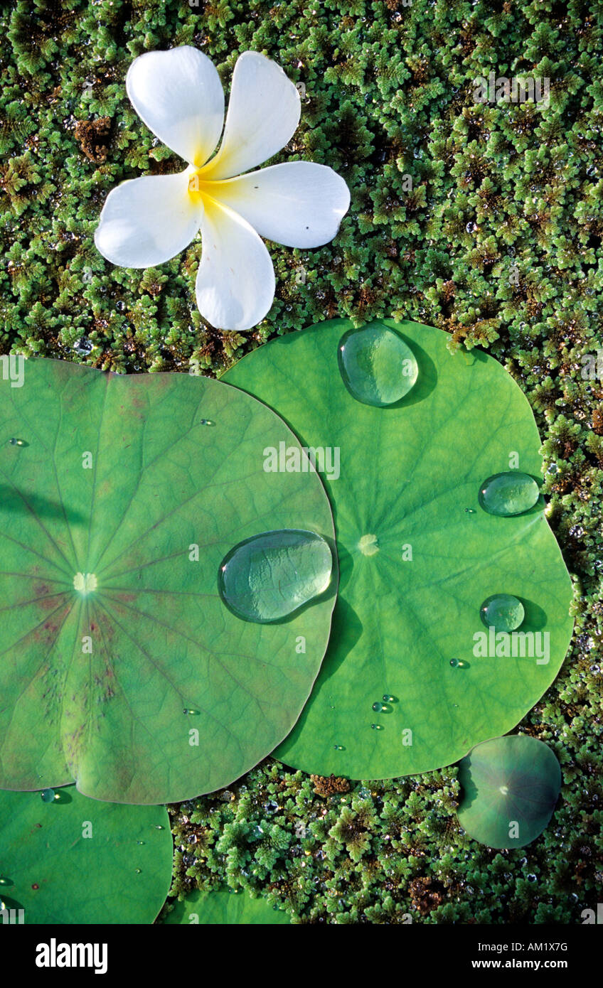 Indonesia, Bali, Jimbaran, basin of lotus leaves and frangipani flowers ...