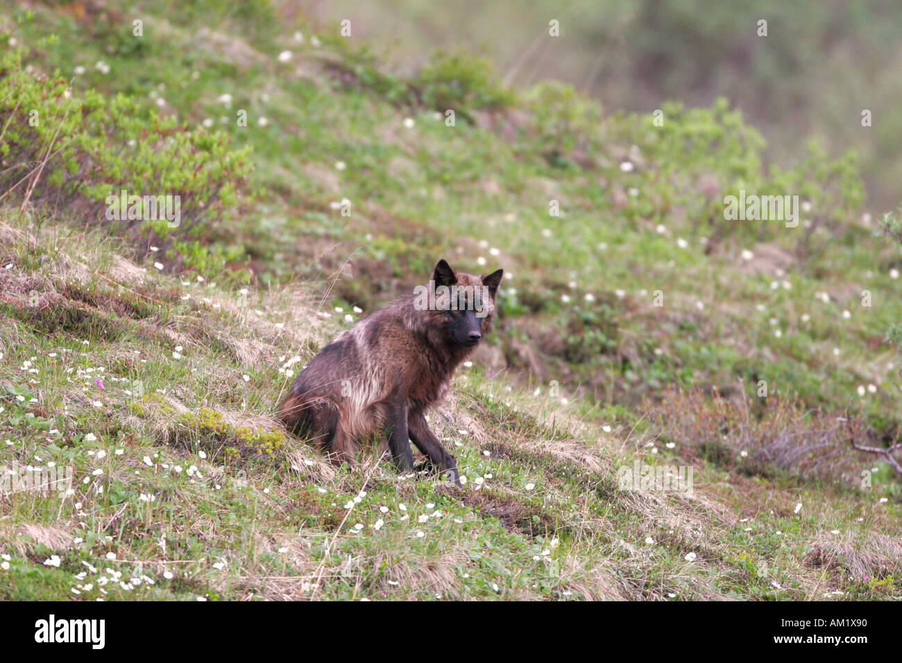 Wolves Canis lupus from the Grant Creek pack in Denali National Park ...