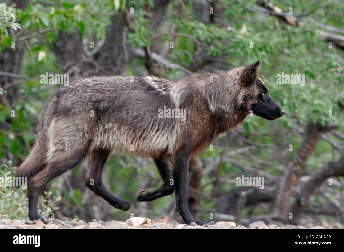 Dark Brown Wolf