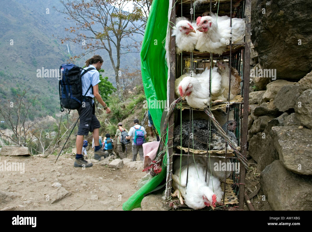 Chickens in a transporting cage. Nandeswartra. Annapurna circuit trek ...