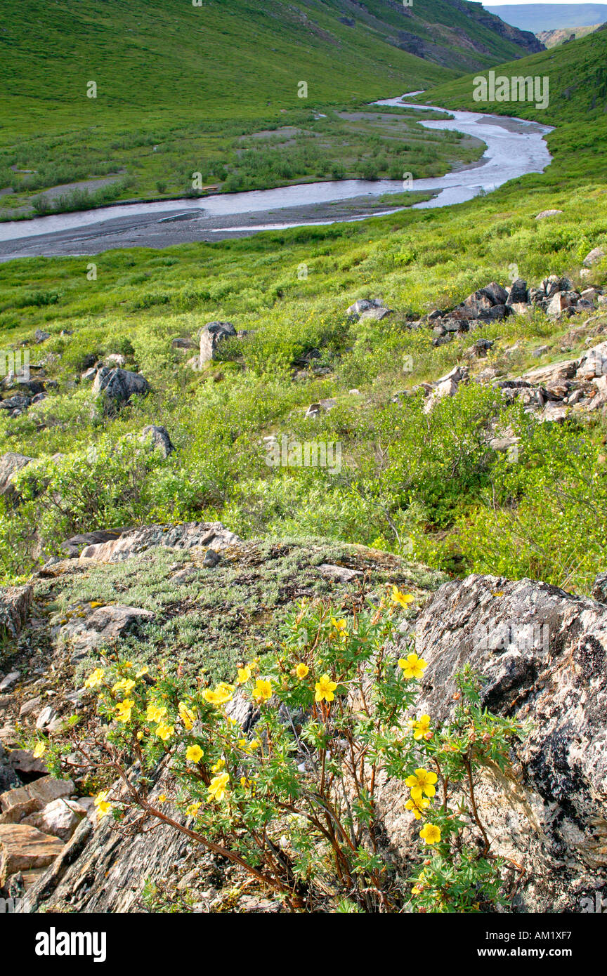 Wildflowers in the Savage River Valley Denali National Park Alaska ...