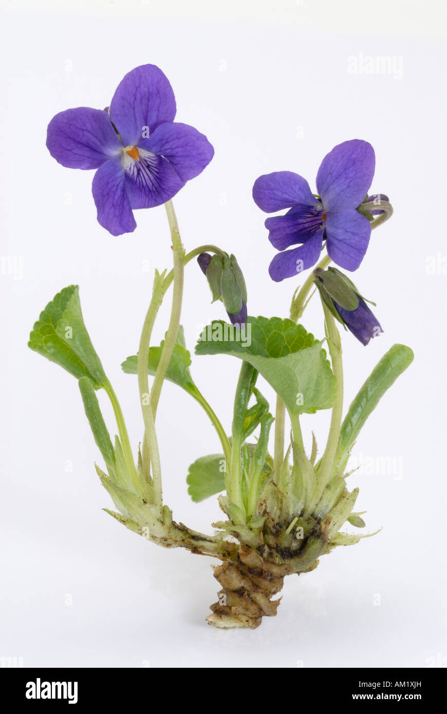 Sweet Violet (Viola odorata) flowering plant, studio picture Stock ...
