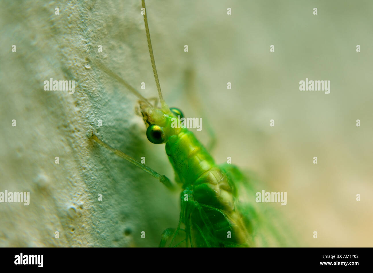 Hard body insects hi-res stock photography and images - Alamy