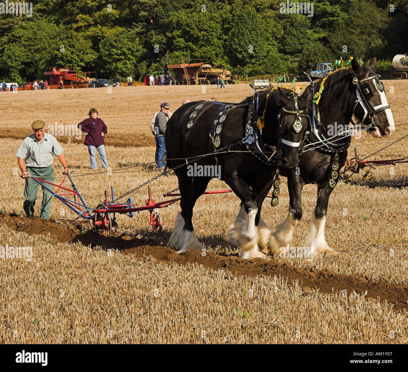 SHIRES PLOUGHING Horses ploughing a field Stock Photo - Alamy