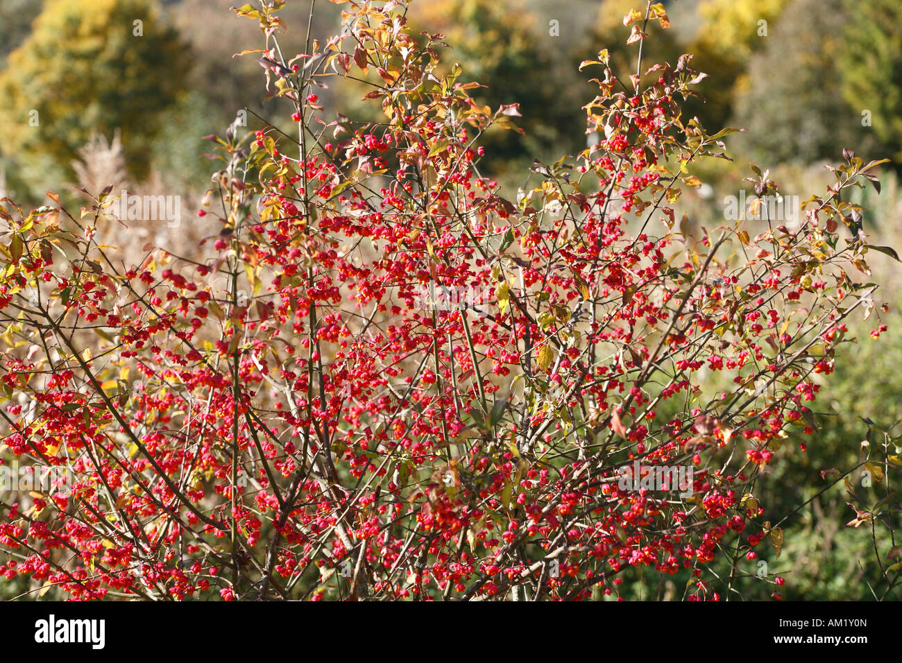 European spindle (Euonymus europaeus), Germany Stock Photo - Alamy