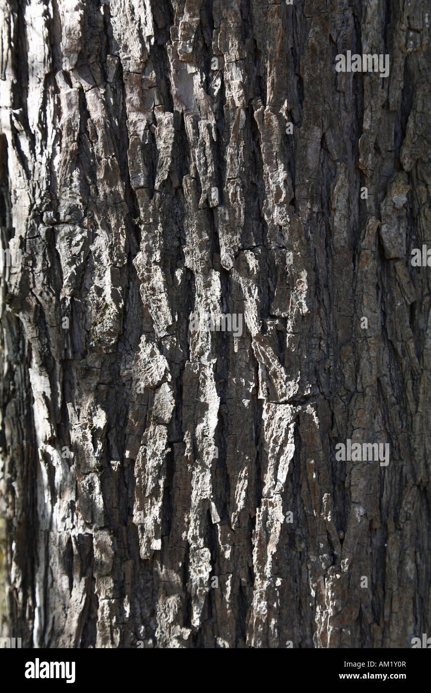 Bark of White Willow (Salix alba Stock Photo - Alamy