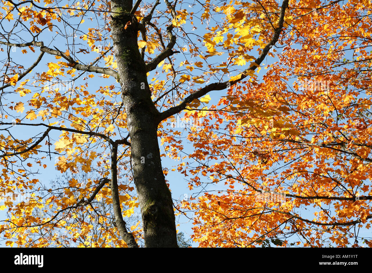 Fall foliage norway maple trees hi-res stock photography and images - Alamy