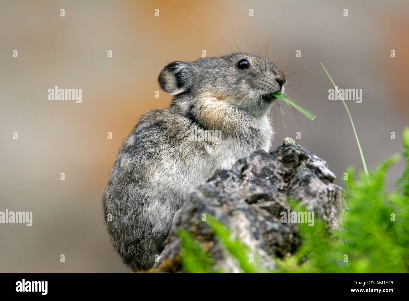 Collared pikas hi-res stock photography and images - Alamy