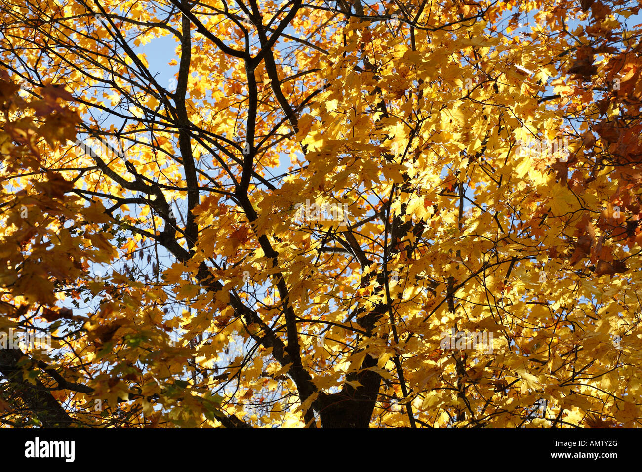 Norway Maple, Acer platanoides, Germany Stock Photo - Alamy