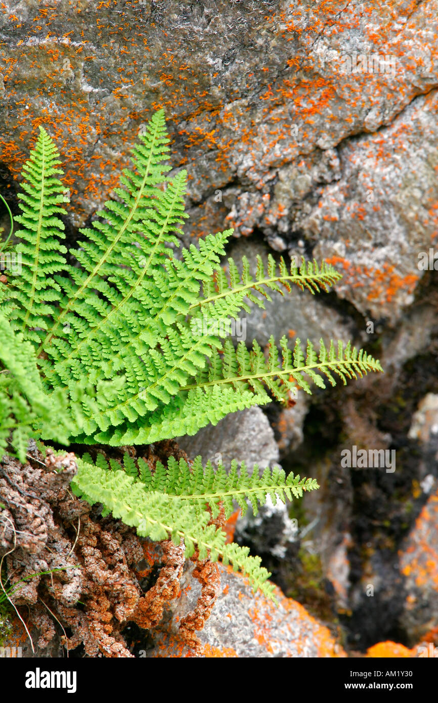 Alaskan fern hi-res stock photography and images - Alamy