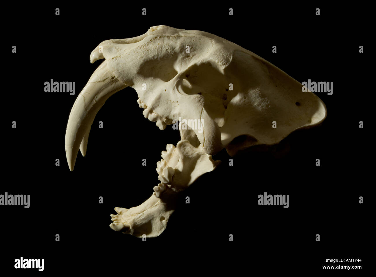 Sabretooth tiger skull hi-res stock photography and images - Alamy